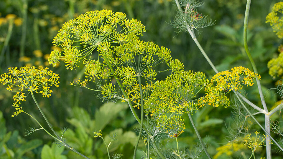 Укроп: выращивание, посадка, сорта, уход в открытом грунте